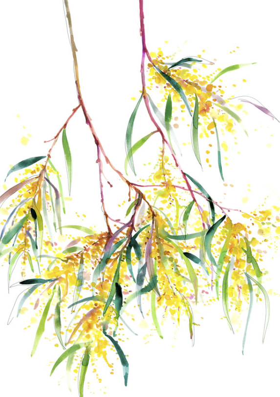 The Boulevards's Hakea by Natalie Martin – Bells Fine Art