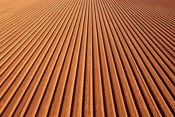 Furrow Lines – Bells Fine Art
